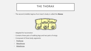 Endoskeleton of insect's thorax & abdomen | PPT