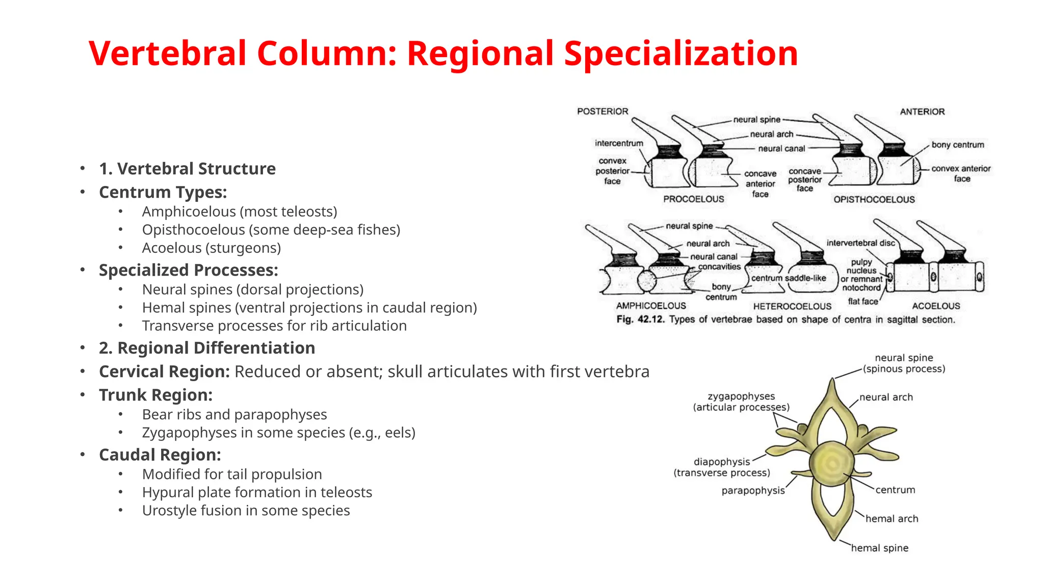 Endoskeleton in Fishes. B.Sc. Zoology (Honors) | PPTX