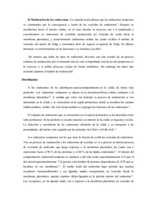 Endosoma | DOCX