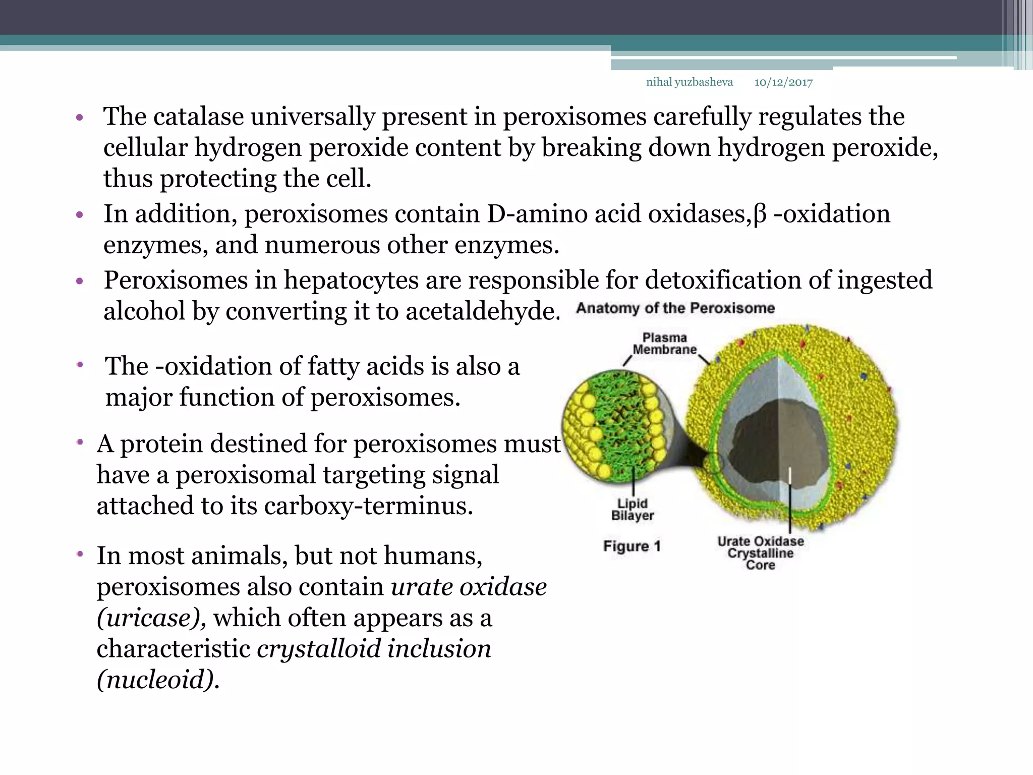 Endosomes.Peroxisomes. Proteasomes Cytoplasmic inclusions | PPTX