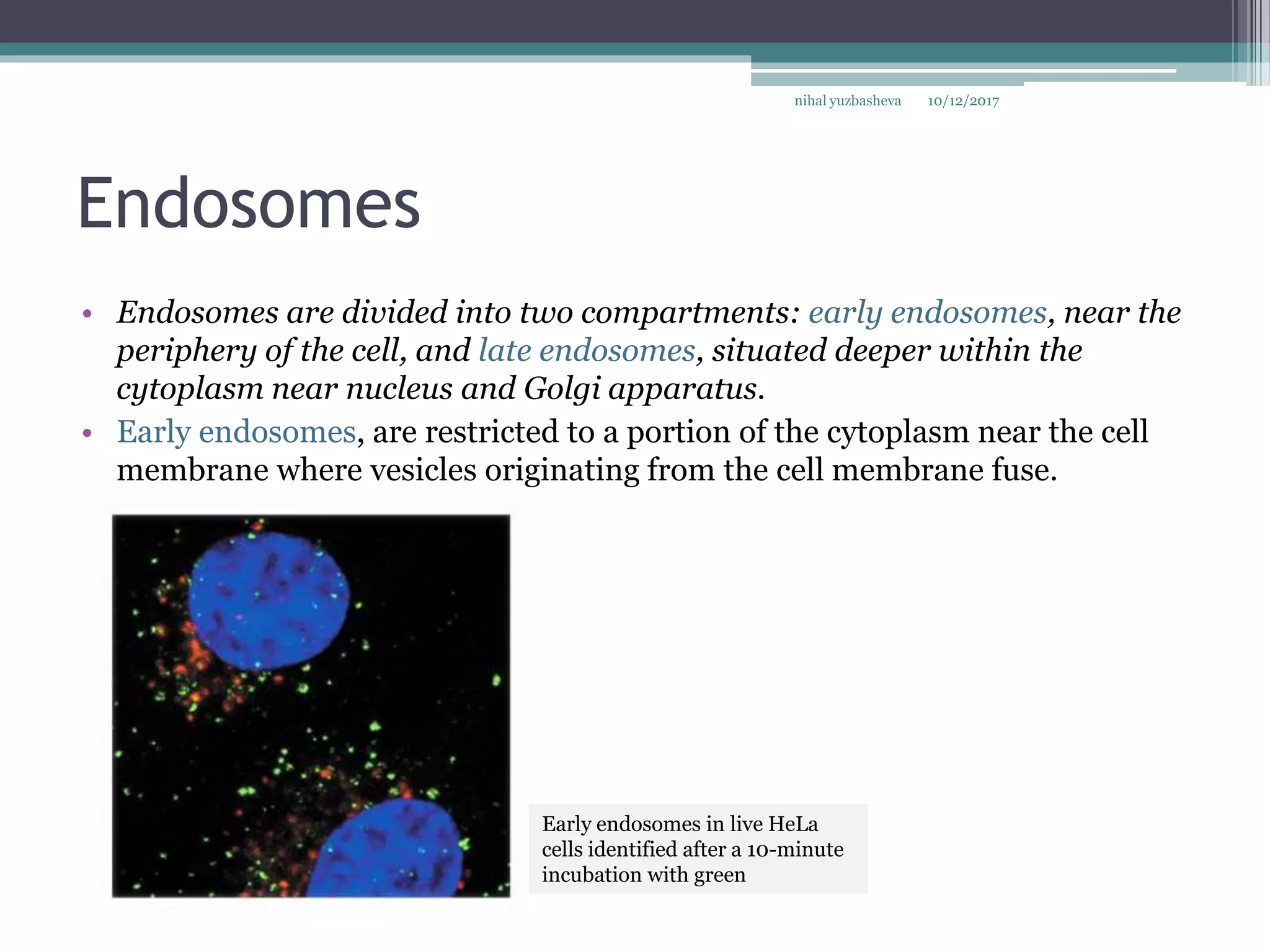 Endosomes.Peroxisomes. Proteasomes Cytoplasmic inclusions | PPTX