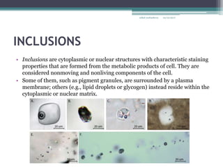 Endosomes.Peroxisomes. Proteasomes Cytoplasmic inclusions | PPTX