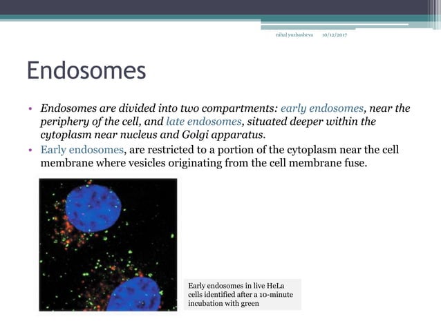 Endosomes.Peroxisomes. Proteasomes Cytoplasmic inclusions | PPTX ...