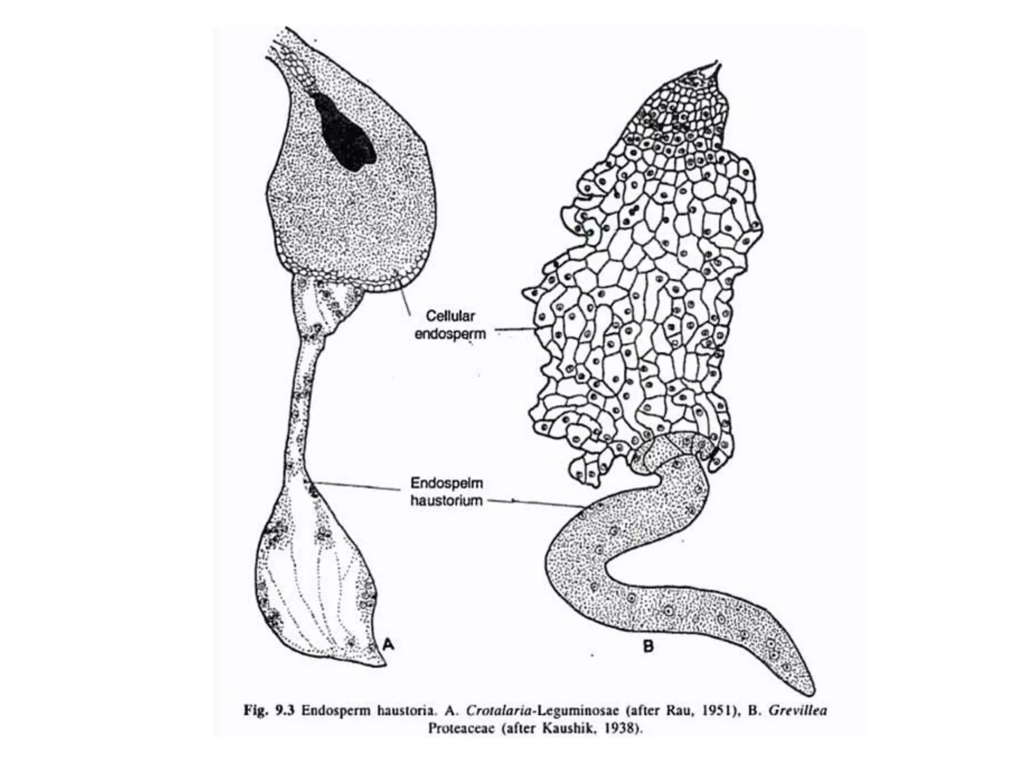 Endosperm | PPTX