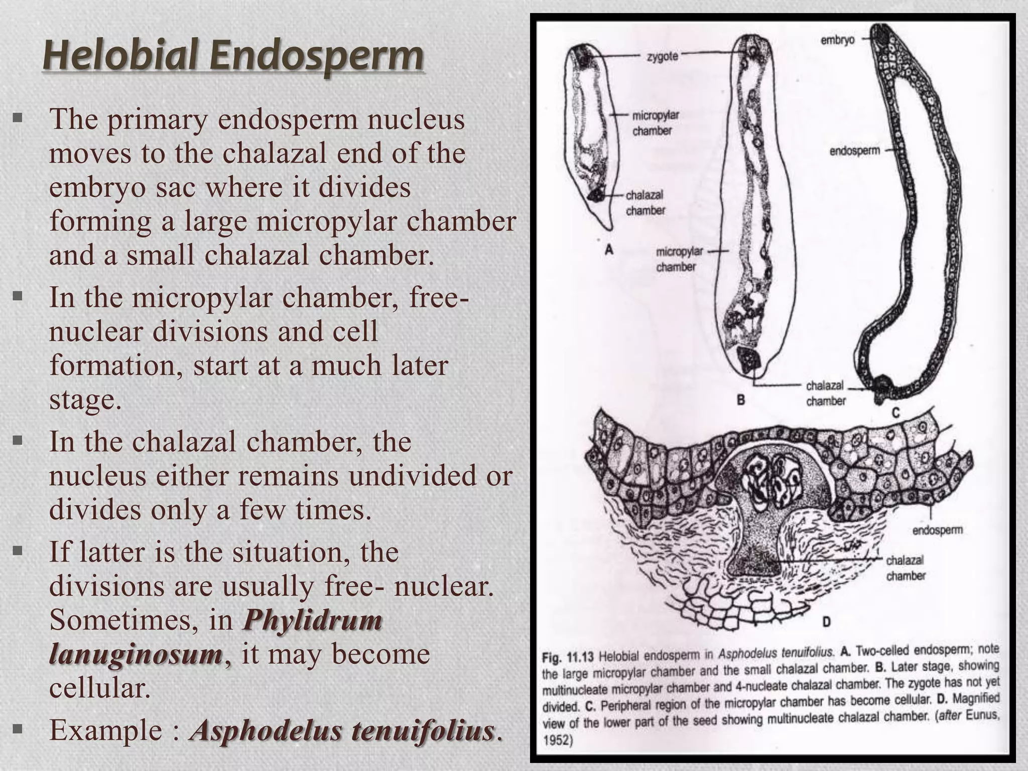 Endosperm | PPTX