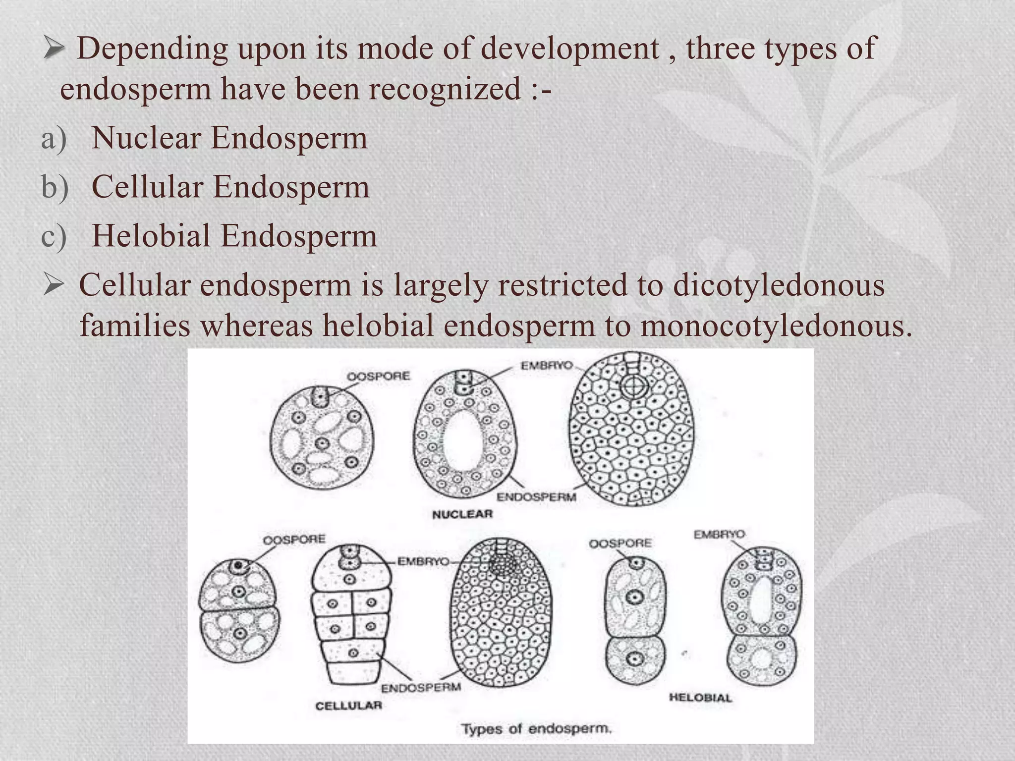 Endosperm | PPTX
