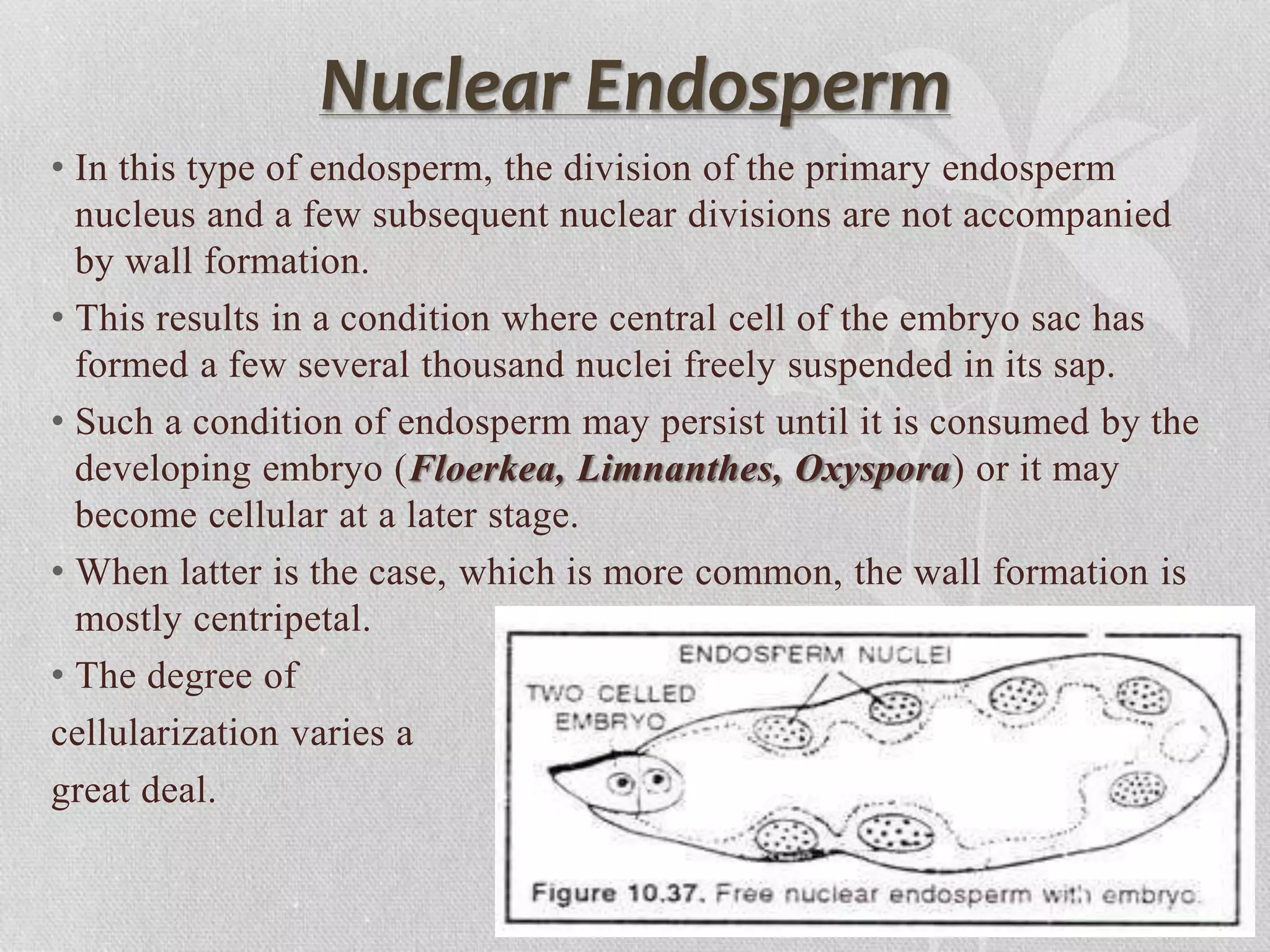Endosperm | PPTX