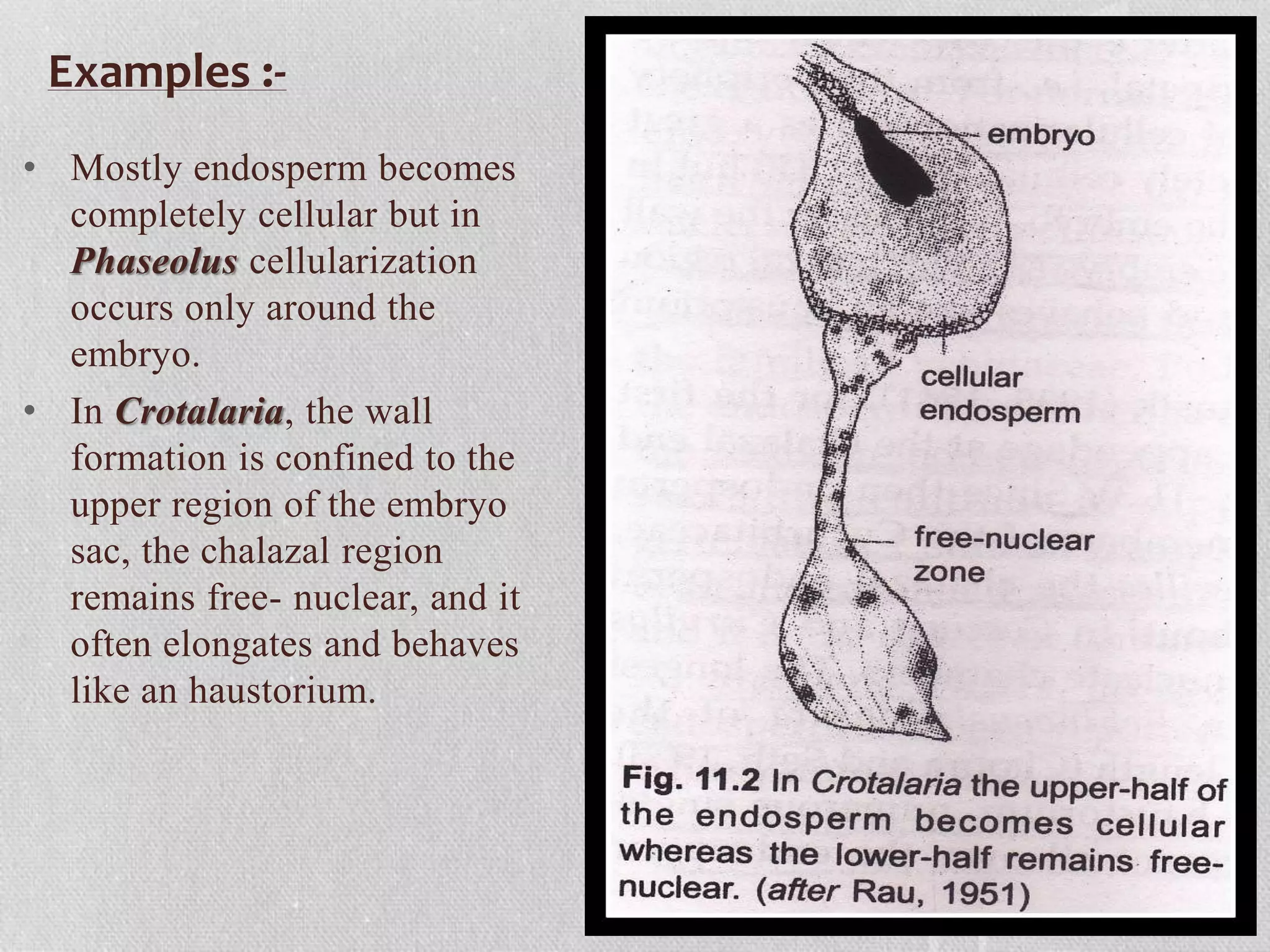 Endosperm | PPTX