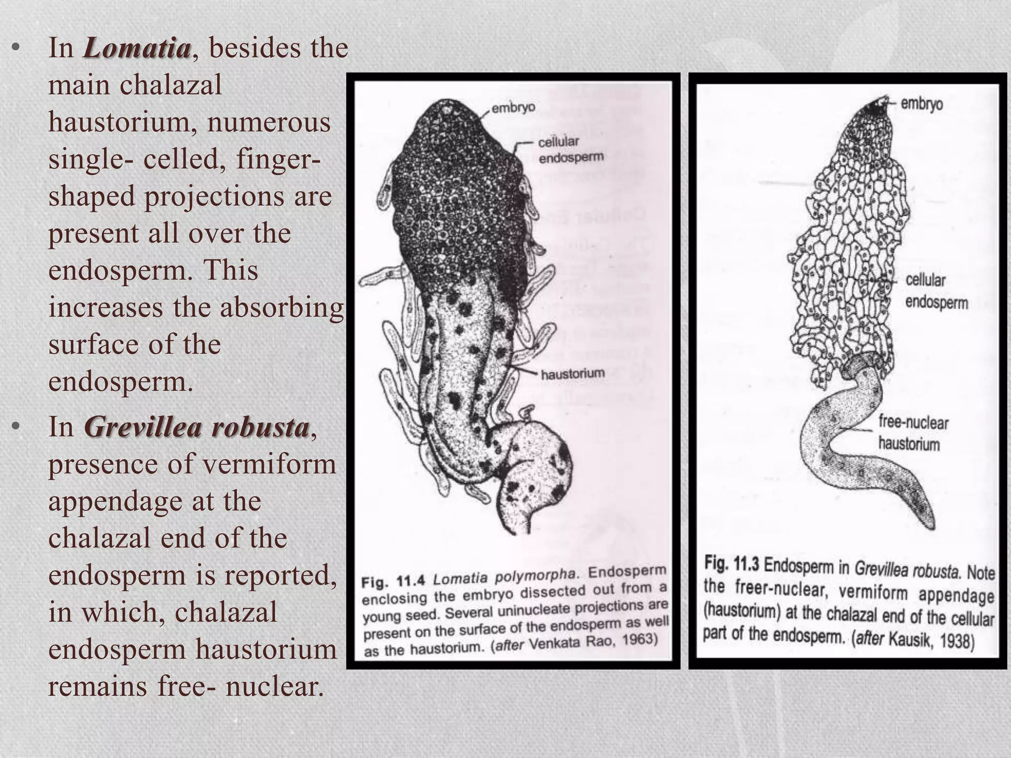 Endosperm | PPTX
