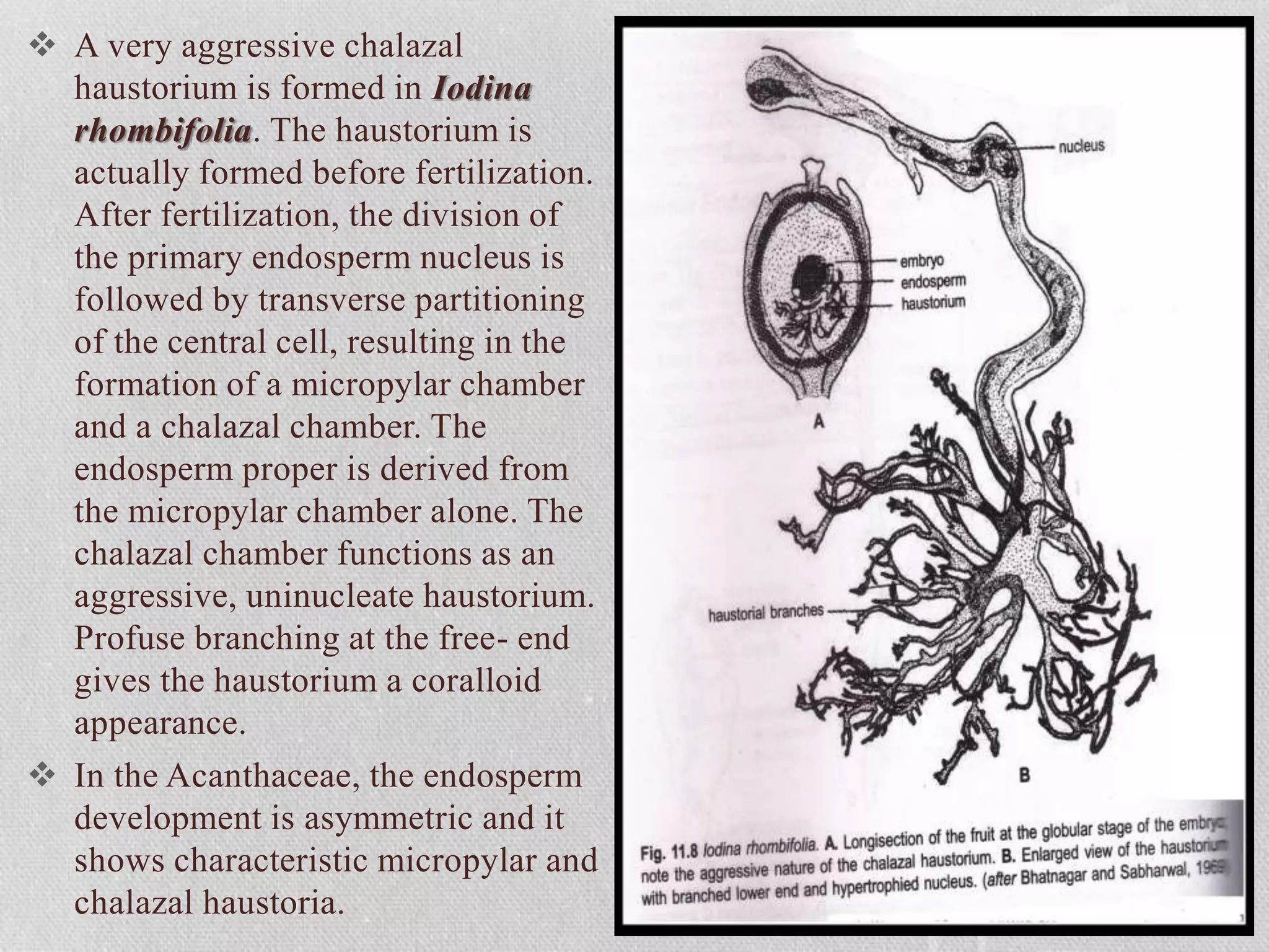 Endosperm | PPTX