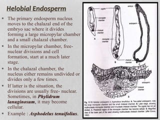 Endosperm | PPTX
