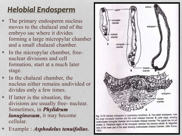 Endosperm | PPTX