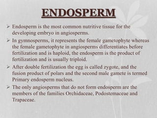 Endosperm | PPTX