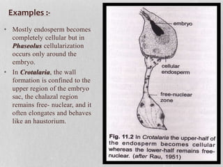 Endosperm | PPTX