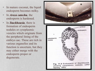 Endosperm | PPTX