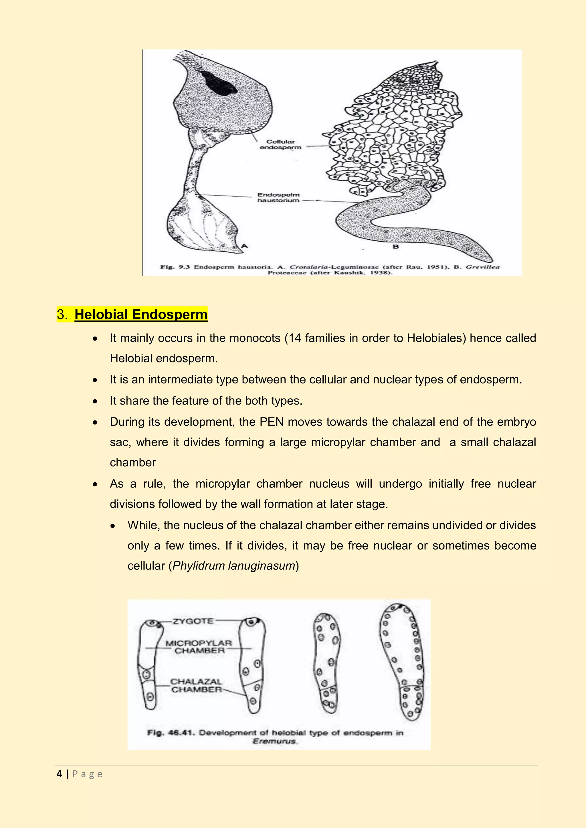 Endosperm in Angiosperms | PDF