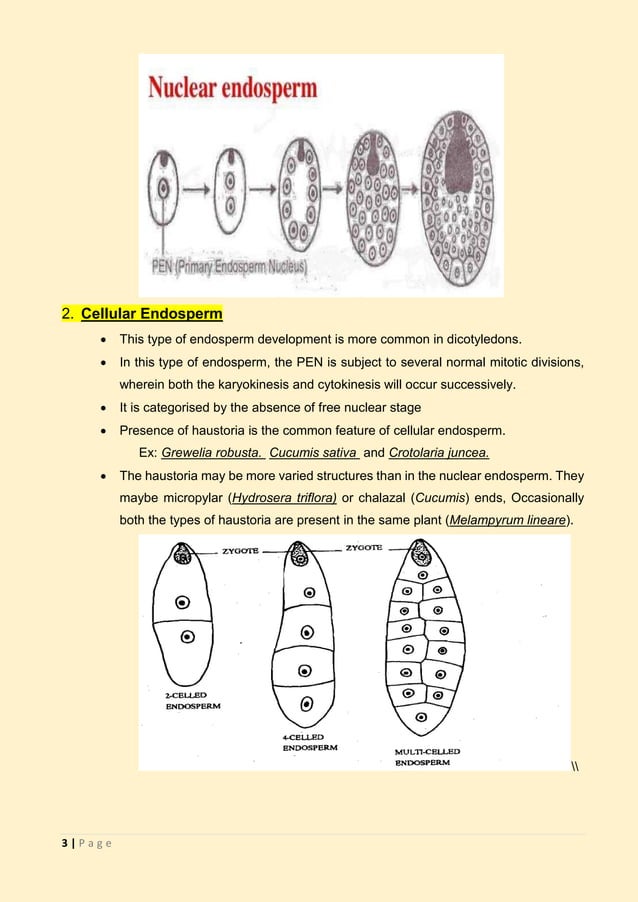 Endosperm in Angiosperms | PDF