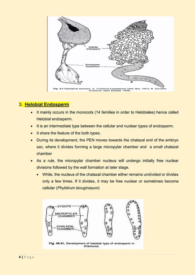 Endosperm in Angiosperms | PDF