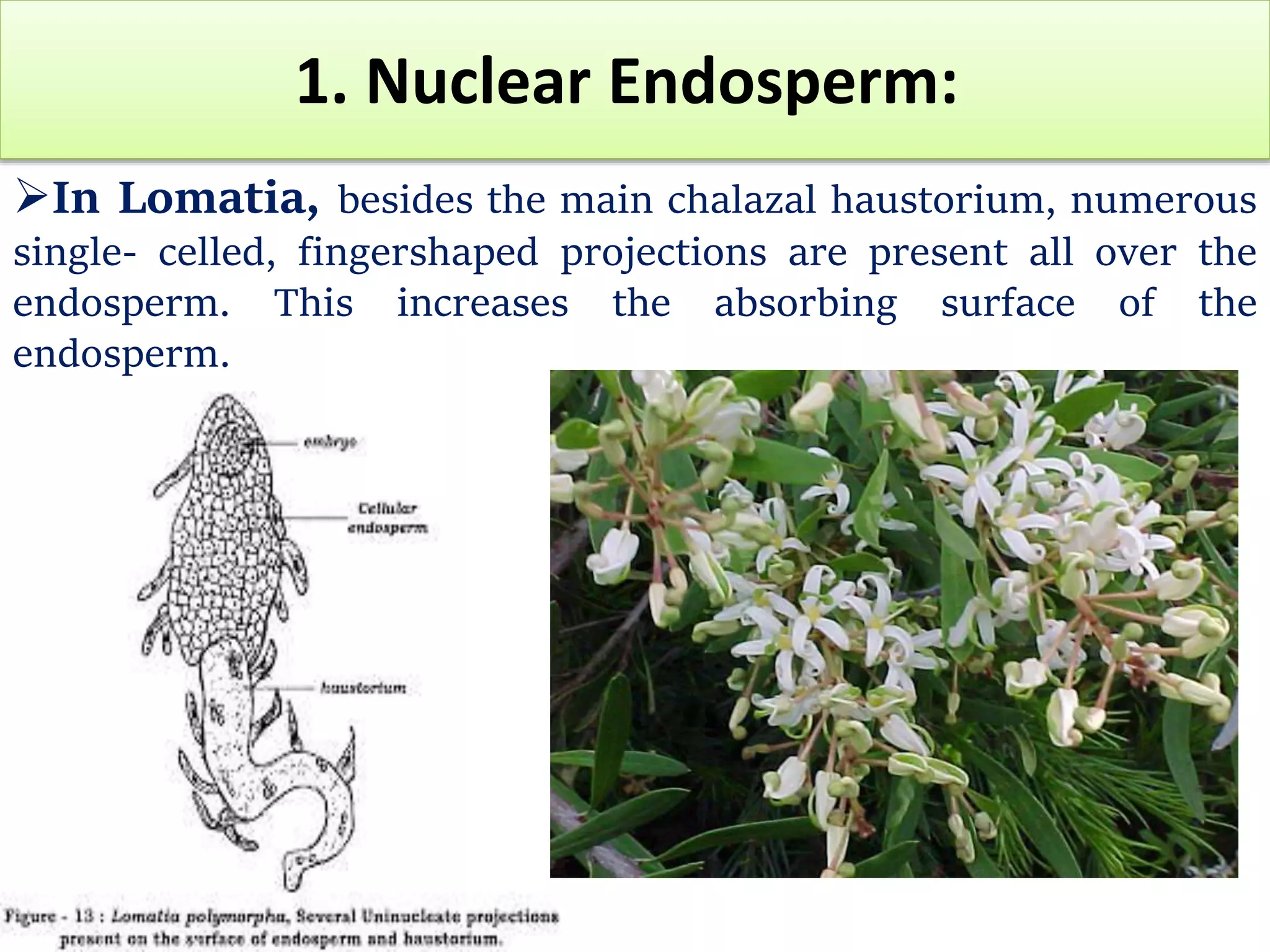 ENDOSPERM.pptx