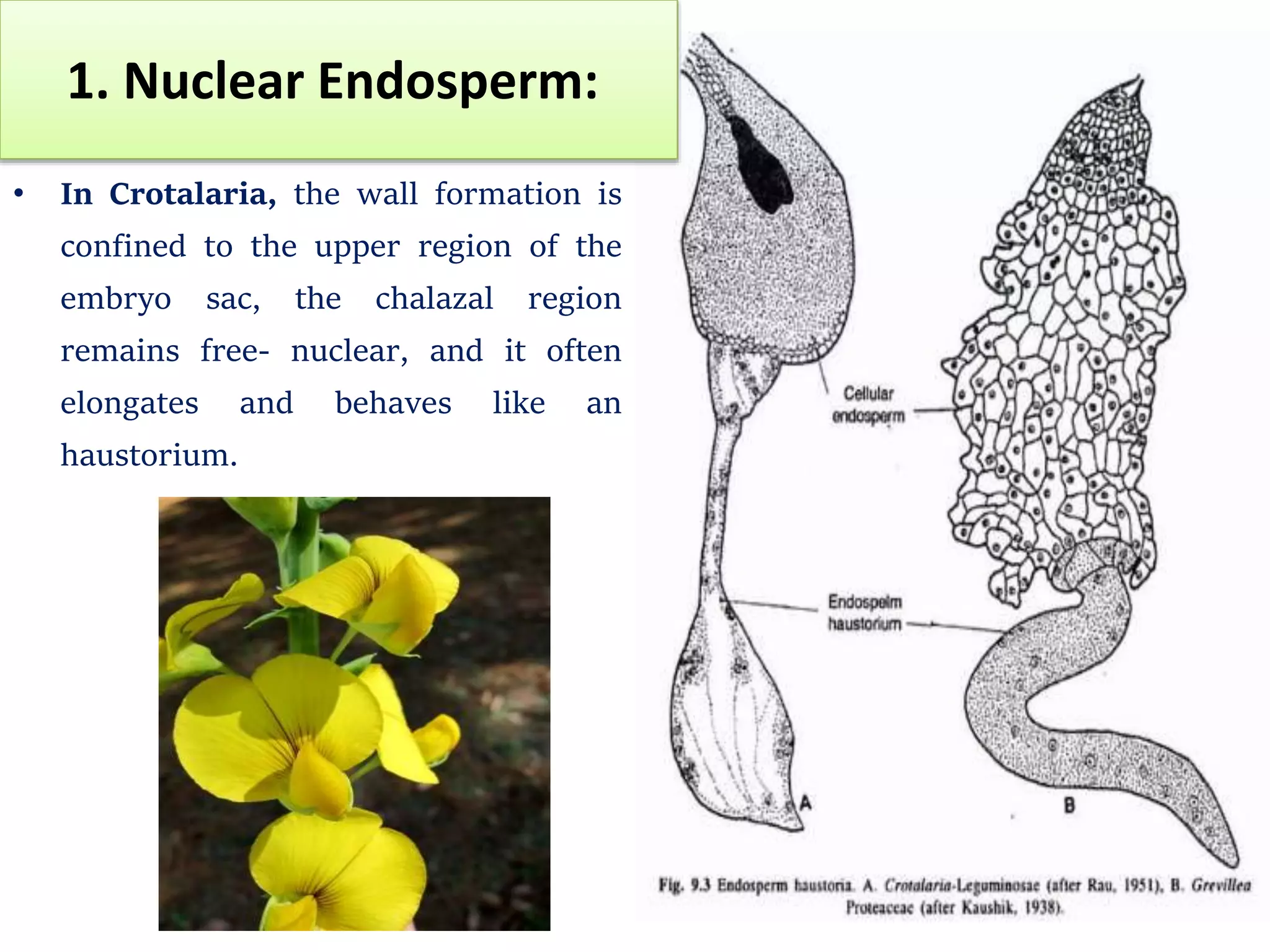 ENDOSPERM.pptx