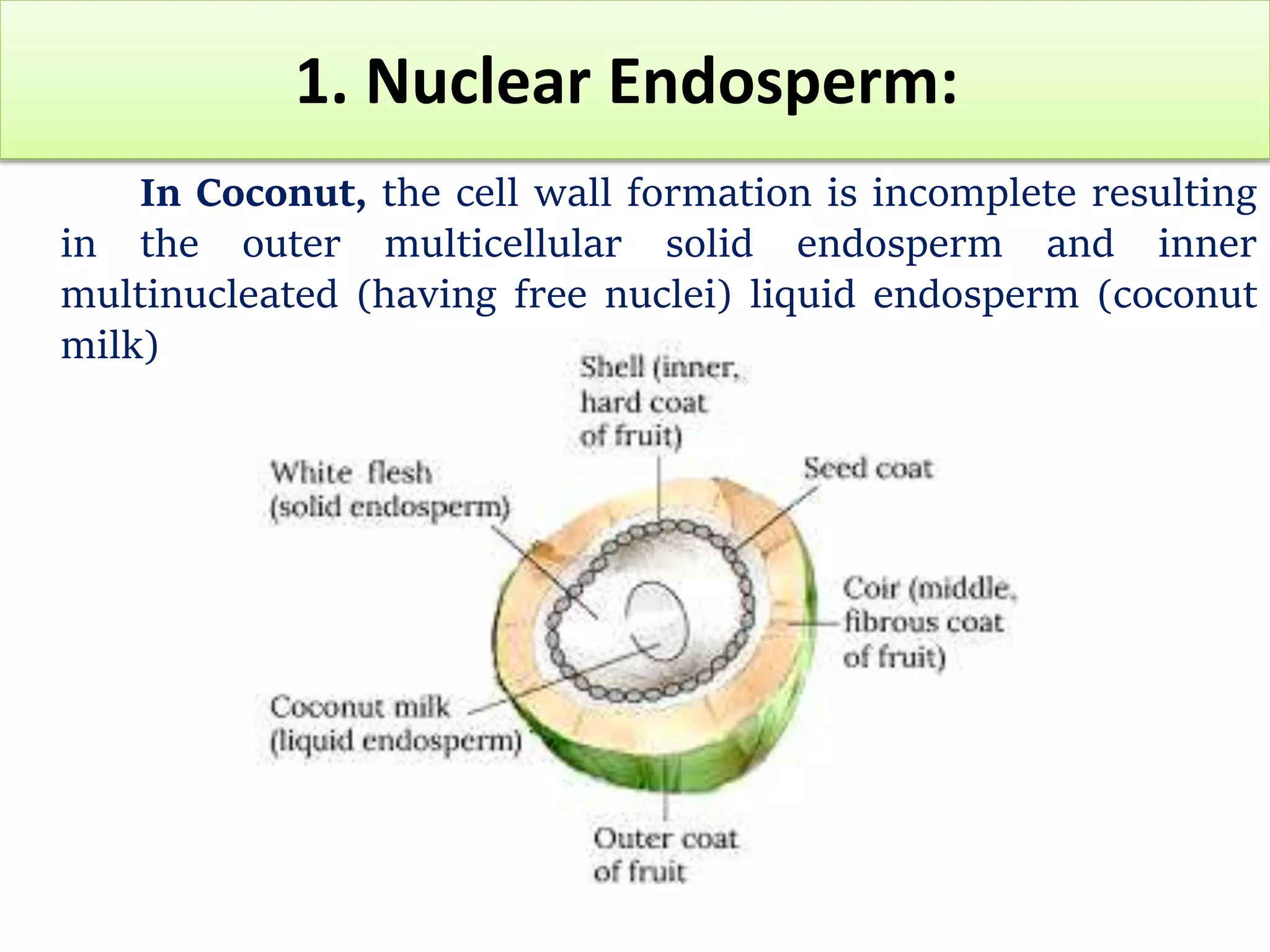 ENDOSPERM.pptx