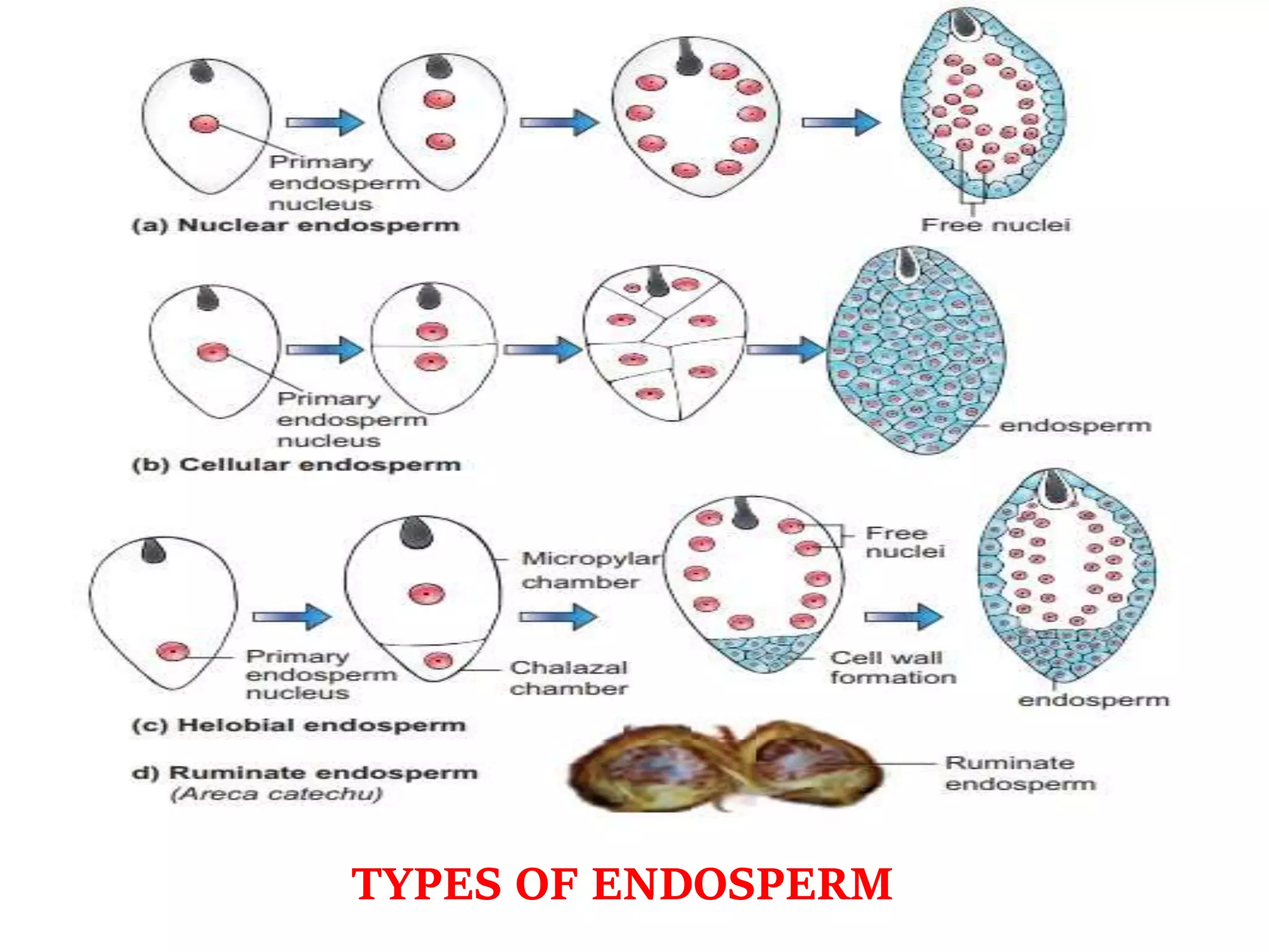 ENDOSPERM.pptx