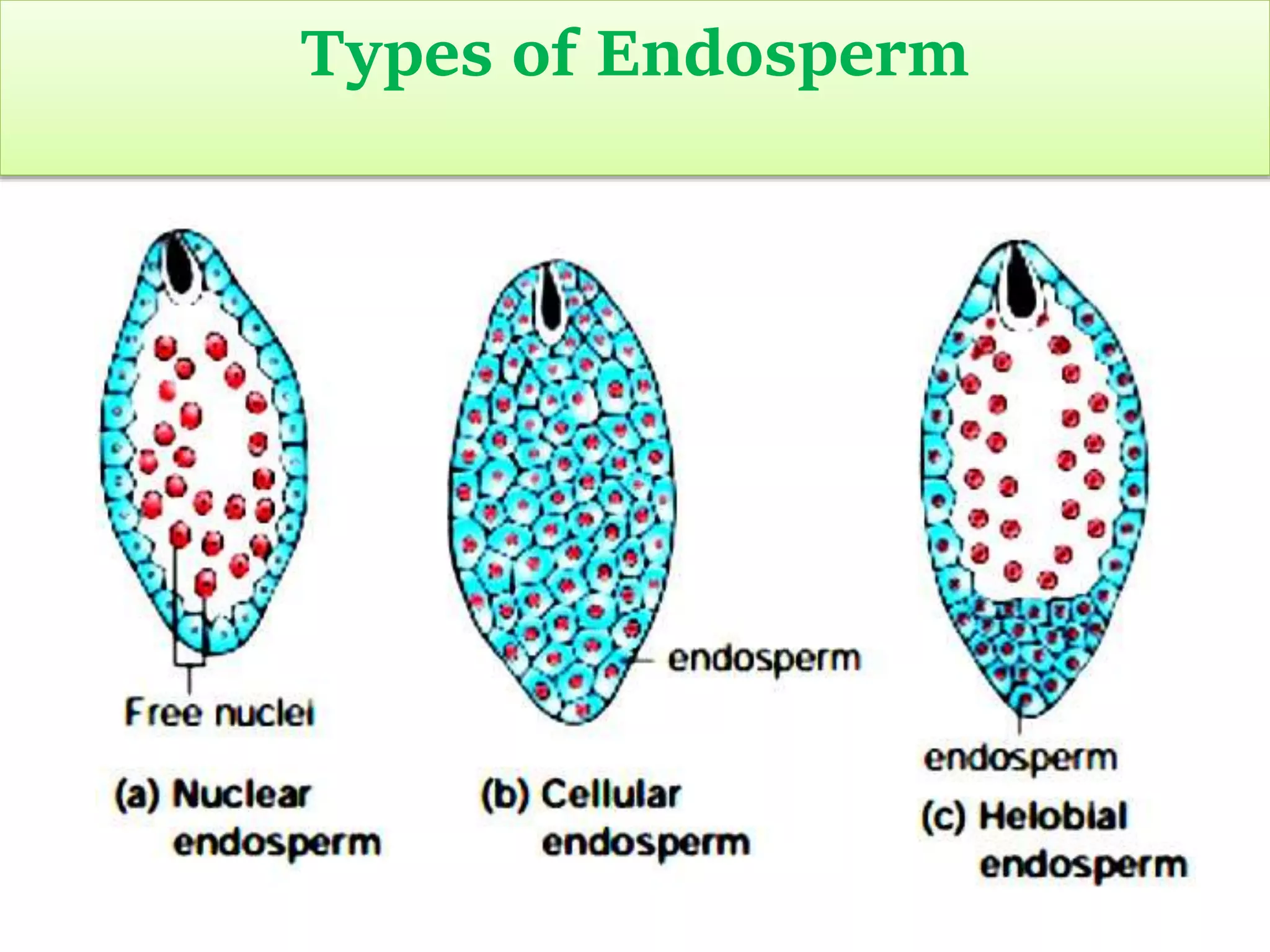 ENDOSPERM.pptx