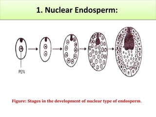 ENDOSPERM.pptx