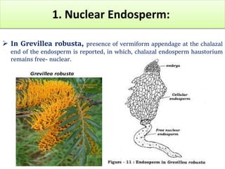 ENDOSPERM.pptx