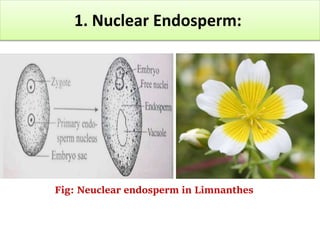 ENDOSPERM.pptx
