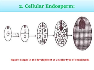ENDOSPERM.pptx