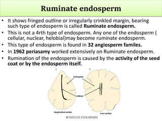 ENDOSPERM.pptx