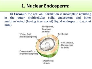 Endosperm Coconut
