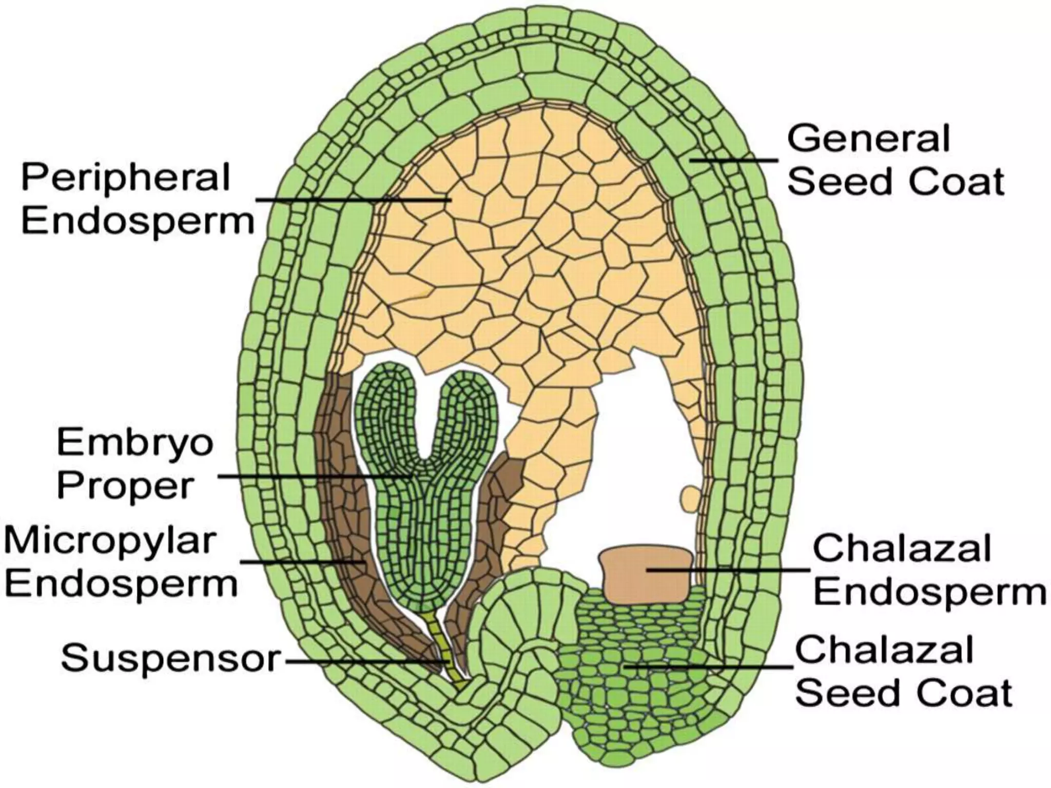 Endosperm culture and somatic embryogenesis | PPTX