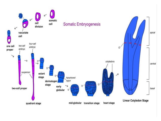 Endosperm culture and somatic embryogenesis | PPTX | Gardening | Home ...