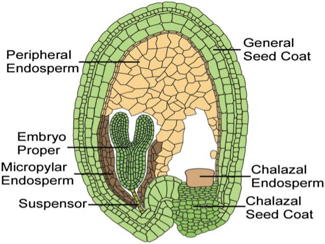 Endosperm culture and somatic embryogenesis