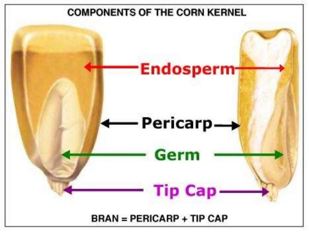 Endosperm culture and somatic embryogenesis