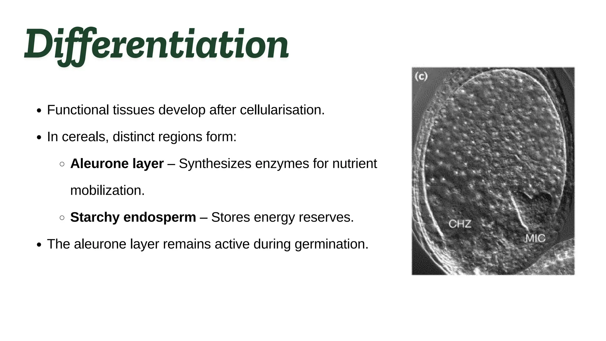 Endosperm Development Presentation (Description, Phases) | PDF