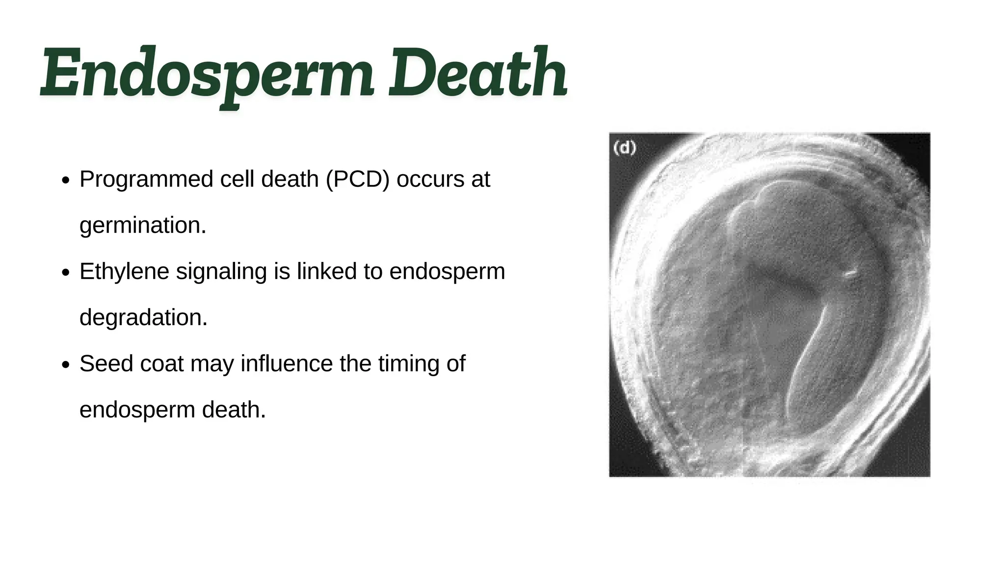 Endosperm Development Presentation (Description, Phases) | PDF