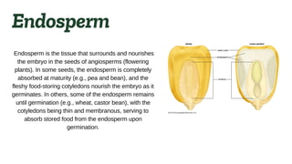 Endosperm Development Presentation (Description, Phases) | PDF