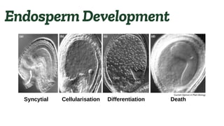 Endosperm Development Presentation (Description, Phases) | PDF