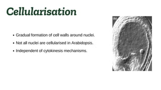 Endosperm Development Presentation (Description, Phases) | PDF
