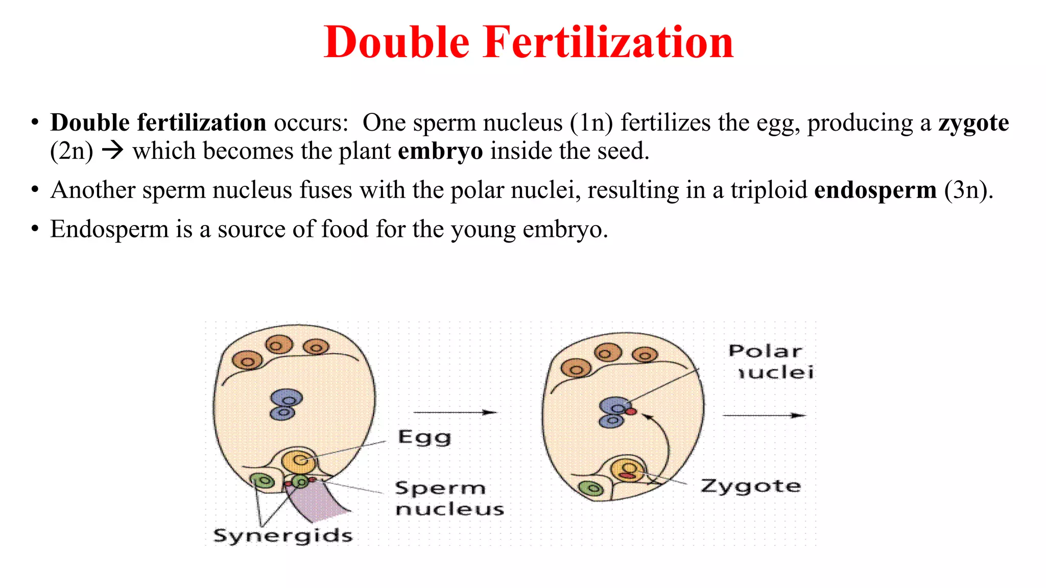 Endosperm and embryo culture | PPTX