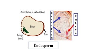 Endosperm and embryo culture | PPTX