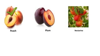 Embryo Rescue Peach