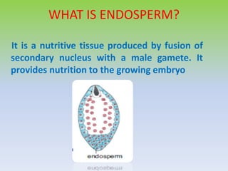 Endosperms | PPTX