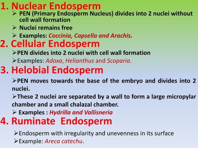 Endosperms | PPTX | Biological Sciences | Science