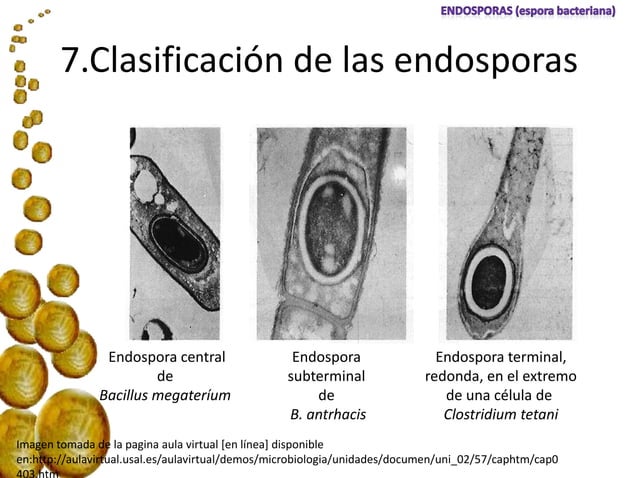 Endospora