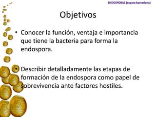 Formación De Endosporas En Bacterias