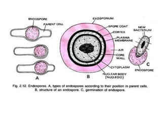 Endospore | PPT